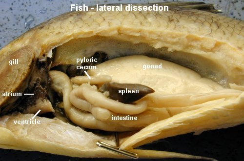 Biology-adaptation-dissection of a fish.